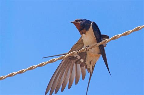 鳥類圖集燕子 每日頭條
