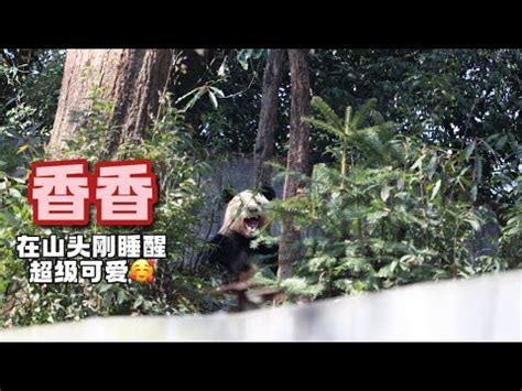 香香刚睡醒藏猫猫 藏在山上好可爱 大熊猫香香 旅日大熊猫香香 香香 샹샹 xiangxiang ジャイアントパンダ