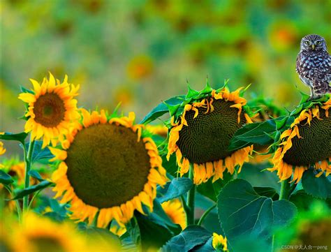 Opencv 基于orb特征点图像拼接特征点 Warpperspective Csdn博客