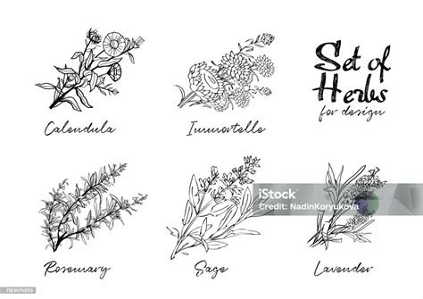 약용 요리 화장품 상점 건강 관리 태그 라벨 식품 디자인용 손으로 그린 허브 세트 태그에 대한 식물 그림 벡터 스케치 식물에 대한 스톡 벡터 아트 및 기타 이미지 Istock