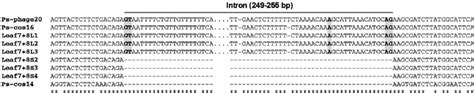 sequence analysis of spliced transcripts multiple alignment of