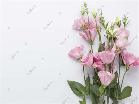 بک گراند با گل صورتی دیجیت باکس Digitbox