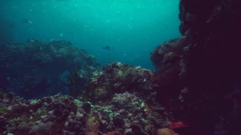 Sea Ocean Underwater Coral Reef Stock Motion Graphics Sbv 347764439