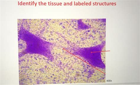 Identify The Tissue And Structures 11 Diagram Quizlet