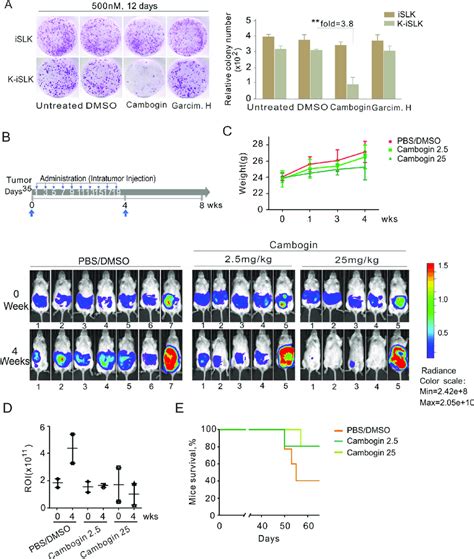 Cambogin Significantly Inhibits Kshv Latently Infected Cell Growth In