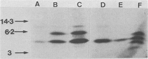 Immunoselection Of 35S Labelled Leaf Polypeptides From Transgenic
