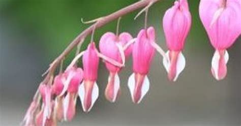 경산 야생화연구회 5~7일 삼성현문화공원서 봄꽃 전시