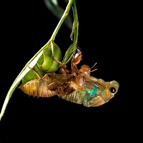 Column The Song Of The Cicadas Augusta Good News