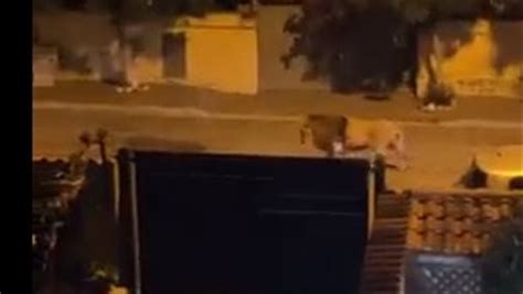 اسد هارب من السيرك يتجول في شوارع روما