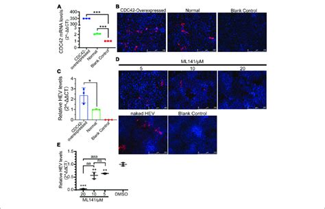 Positive Correlation Between Expression Level And Activity Of CDC42