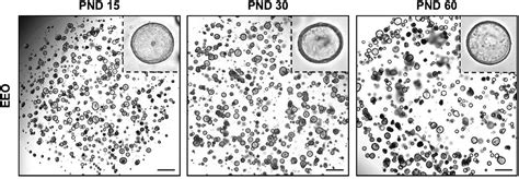 Cell Press STAR Protocols