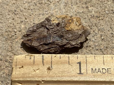 Fossil Leaves In Ancient Peat From The Woodbine Fossil Hunting Trips
