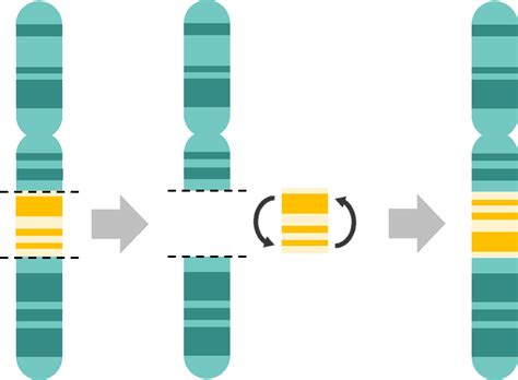 The Early Life Exposome Modulates The Effect Of Polymorphic Inversions On Dna Methylation
