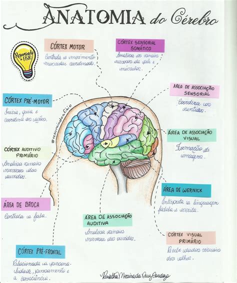 Anatomia do cérebro Artofit