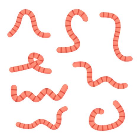 26200 Worm Stock Illustrations Royalty Free Vector Graphics And Clip