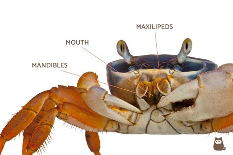 Crab Anatomy Parts Of A Crab With Diagrams