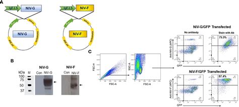 Frontiers Elicitation Of Immune Responses Against Nipah Virus By An