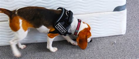 K9 Bed Bug Detection Toronto