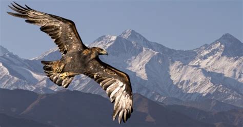 Golden Eagle Wingspan And Size How Big Are They Imp World