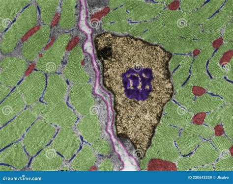 Nucleolus False Colour Tem Micrograph Stock Image