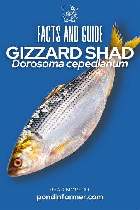 Facts And Guide To Gizzard Shad Dorosoma Cepedianum Aquatic