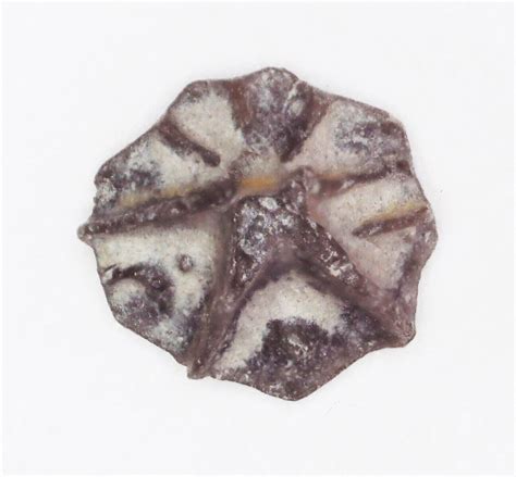 Crinoid Dolatocrinus Stem Plate Ny Devonian Member Collections The