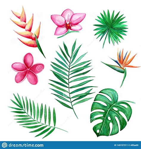 El Sistema De La Acuarela De Hojas Y De Flores Tropicales Aisl