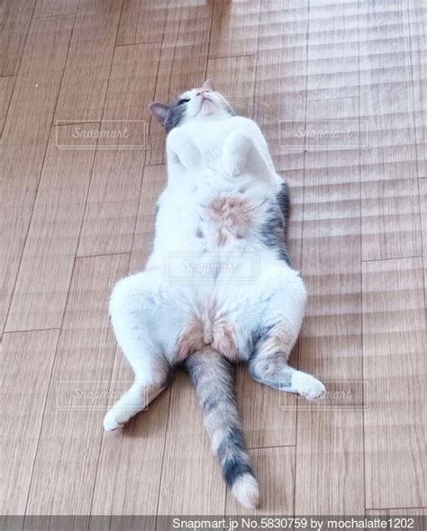 寝ている猫の写真・画像素材 Snapmart（スナップマート）