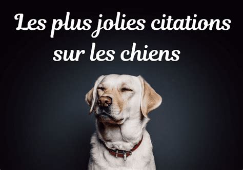 Citations Sur Les Chiens Citation Chien Chien Chien Francais