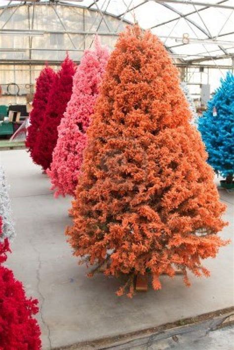 Shot Of Colored Christmas Trees Flocked In Different Colors