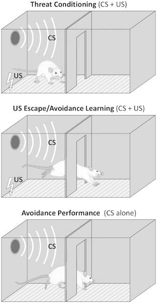 Active Avoidance The Shuttlebox Learning Paradigm Top Panel Download Scientific Diagram