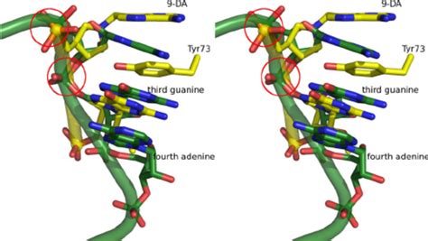 Two Dimensional Map Of The Cyclic Transition State Analogue Inhibitor