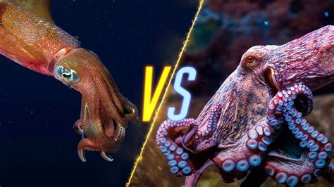 Giant Octopus Vs Giant Squid