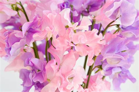 Lathyrus Odoratus Sweet Pea