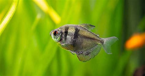 Black Skirt Tetra Gymnocorymbus Ternetzi Album On Imgur