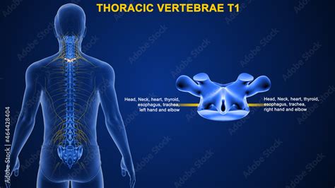 The Thoracic Spine Has 12 Nerve Roots T1 To T12 On Each Side Of The