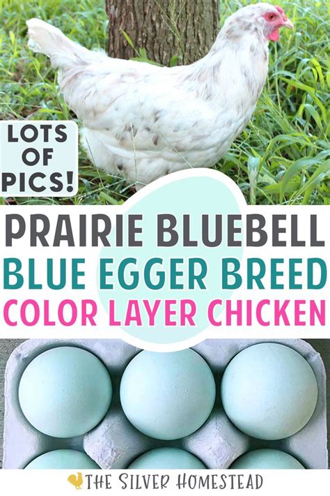 Prairie Bluebell Egger Breed Hen Chick And Blue Egg Pictures Easter