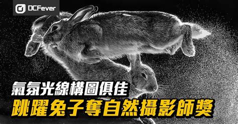 氣氛光線構圖俱佳跳躍兔子奪自然攝影師獎 DCFever