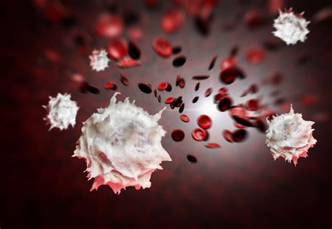 How To Increase Wbc Count A Health Conscious Blog Bestcheck