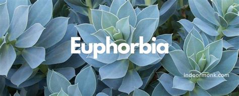 Euphorbia Plant Care And Varieties Indoor Monk