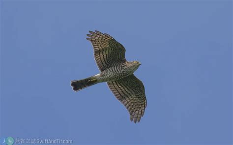 Japanese Sparrowhawk