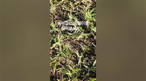 꼬물이숨바꼭질찾기초록이애벌레 잔디밭깜놀라바 Youtube