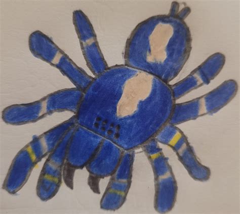 Peacock Tarantula By Adamnofal On Deviantart