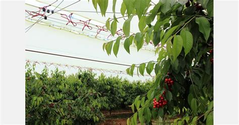 The Limits Of A Plastic Covering In A Weak Supply Chain