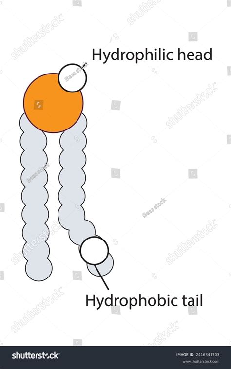 Simplified Schematic Structure Phospholipid Polar Head Stock Vector