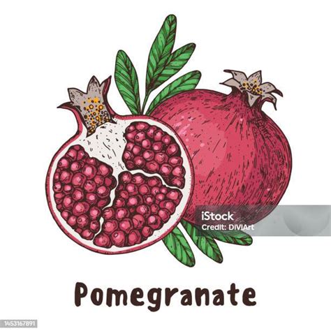 석류 과일 손으로 그린 벡터 그림입니다 디자인 패키지 브로셔 그림 석류 그림입니다 포장 디자인 및 기타를위한 디자인 요소 개체 그룹에 대한 스톡 벡터 아트 및 기타 이미지