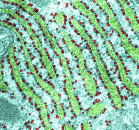 Rough Endoplasmic Reticulum Photograph By Jose Calvo Science Photo