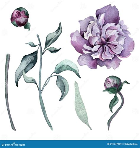Watercolor Purple Pink Peony Flower Set Isolated On White Gothic
