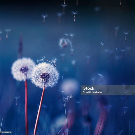흰색 푹신한 꽃 민들레와 비행 빛 씨앗과 파란색 톤의 정사각형 자연 배경 계절에 대한 스톡 사진 및 기타 이미지 계절 꽃 식물 꽃가루 Istock