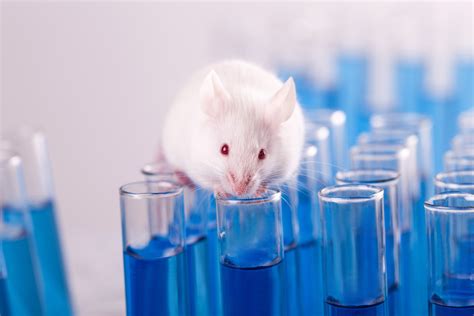 Animal Experiments